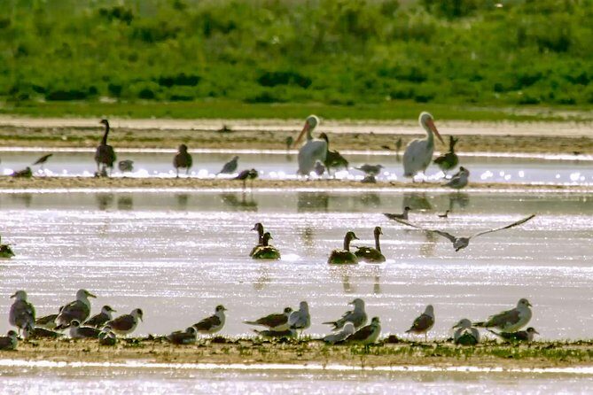 Great Salt Lake Guided Bus Tour from Salt Lake City - The Reviews: A Balanced Perspective