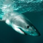 Great White Sharks Topside in Monterey Bay - FAQ