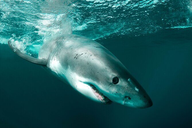 Great White Sharks Topside in Monterey Bay - FAQ
