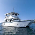 Guaranteed Dolphin and Whale Watch Tour in Kona - The Real Experience: What Travelers Say