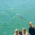 Guaranteed Dolphin Sighting Tour on Tropics Boat Tours - Itinerary and What to Expect