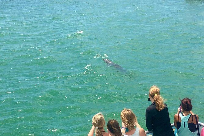 Guaranteed Dolphin Sighting Tour on Tropics Boat Tours - Itinerary and What to Expect
