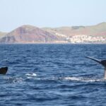 Guaranteed Whale or Dolphin Watching Tour - Funchal - Key Points