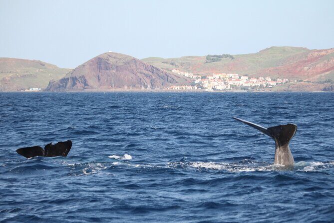 Guaranteed Whale or Dolphin Watching Tour - Funchal - Key Points