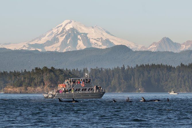 Guaranteed Whale Watching Tour - Downsides and Considerations