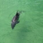 Guided Bike Tour - Downtown Naples Florida - What to Expect and Consider