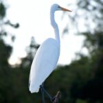 Guided Boat Tour of New Orleans Bayou and Wildlife - Authentic Feedback from Travelers