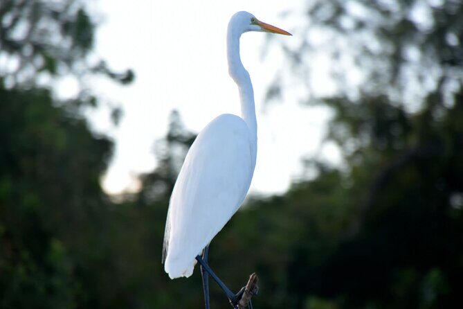 Guided Boat Tour of New Orleans Bayou and Wildlife - Authentic Feedback from Travelers
