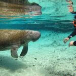 Guided Crystal River Manatee Snorkeling Tour - The Experience Itself – What to Expect