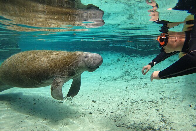 Guided Crystal River Manatee Snorkeling Tour - The Experience Itself – What to Expect