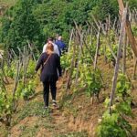 Guided Day Tour and Wine Tasting Northern Rhône Valley - What Makes This Tour Stand Out