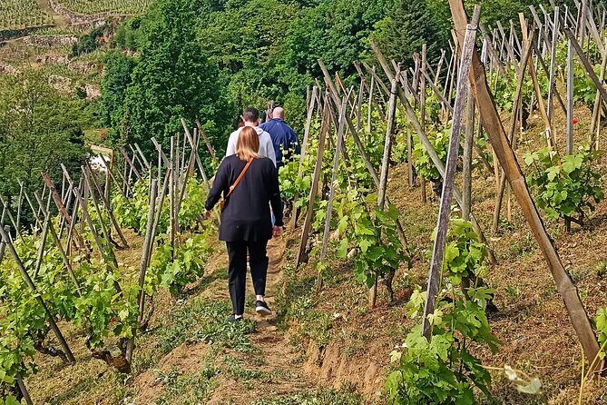 Guided Day Tour and Wine Tasting Northern Rhône Valley - What Makes This Tour Stand Out