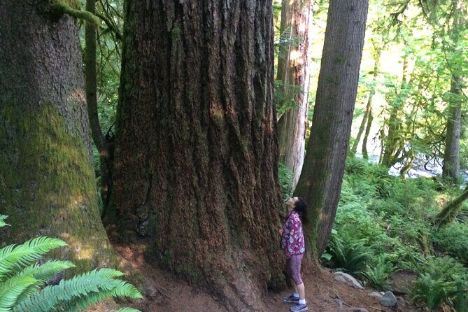 Guided forest hike to Seattle waterfalls incl. Snoqualmie Falls - Authentic Insights from Travelers