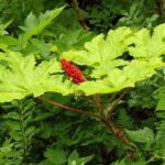 Guided Hike | TONGASS NATIONAL FOREST - Who Will Love This Tour?