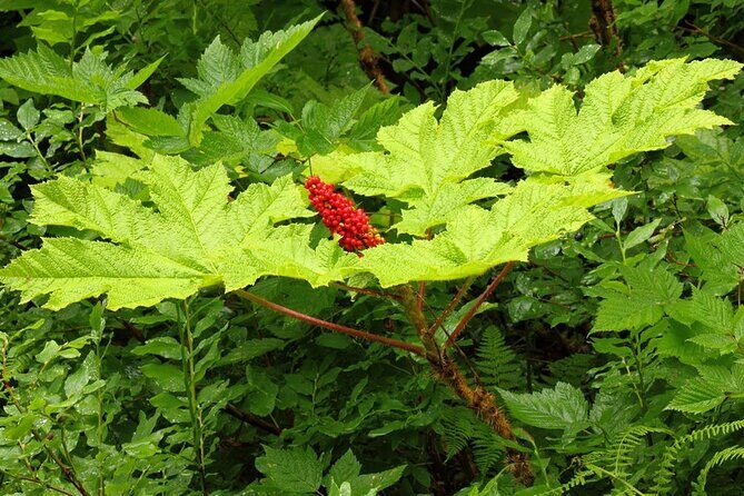 Guided Hike | TONGASS NATIONAL FOREST - Who Will Love This Tour?