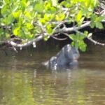 Guided Kayak Tour with Manatee & Dolphin Sightings - Wildlife Sightings: What You Can Expect
