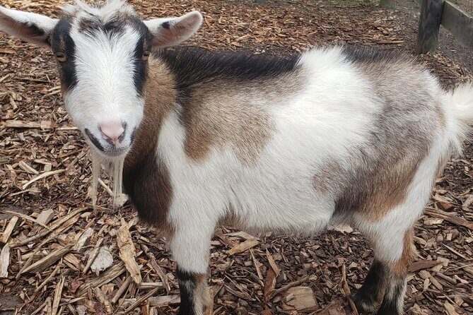 Guided Lilymoore Alpaca Farm Tour - Who Will Love This Tour?