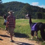 Guided Llama Hike in the Rocky Mountains - Why It’s a Great Value