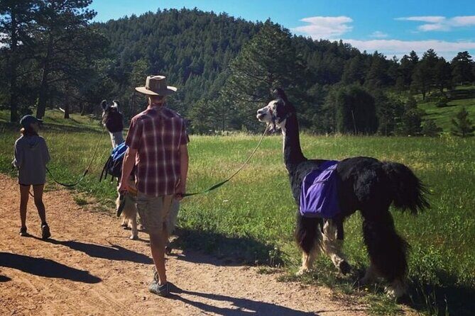 Guided Llama Hike in the Rocky Mountains - Why It’s a Great Value