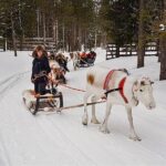 Guided reindeer farm visit and one hour sledge safari - Final Thoughts: Is This Experience Right for You?