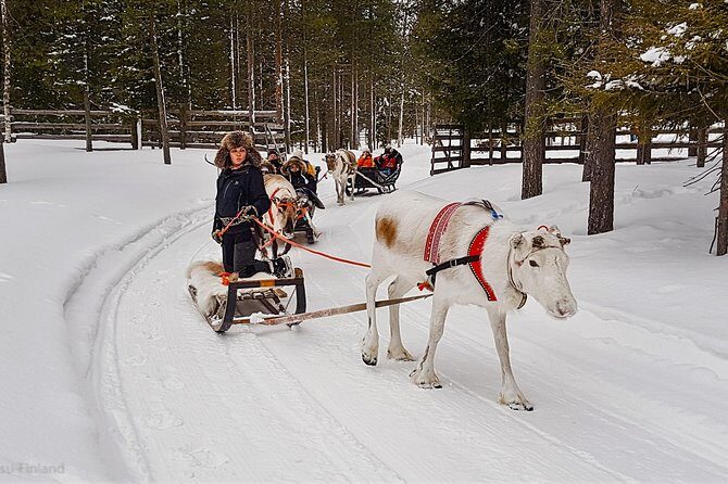 Guided reindeer farm visit and one hour sledge safari - Final Thoughts: Is This Experience Right for You?