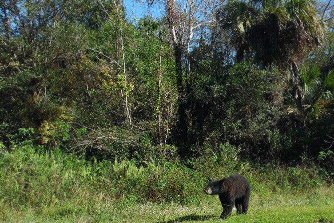 Guided Safari-Style Jeep Tour - The Value of an Expert-Led Adventure