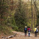 Guided Shared Group Forest Bathing Session in Serene Woodland Park - What to Expect During the Session