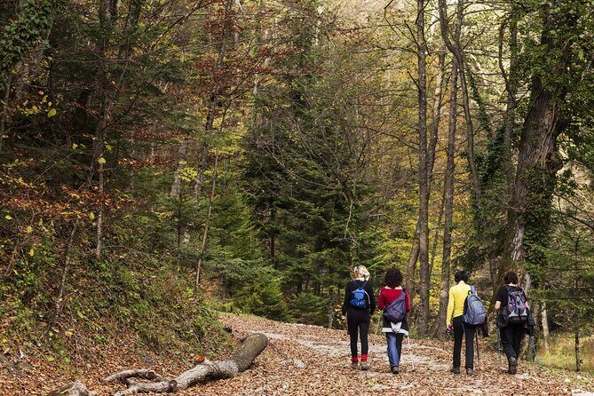 Guided Shared Group Forest Bathing Session in Serene Woodland Park - What to Expect During the Session