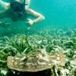 Guided Snorkel Experience, Free Videos in West Palm Beach - What Reviewers Celebrate