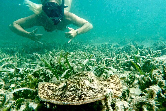 Guided Snorkel Experience, Free Videos in West Palm Beach - What Reviewers Celebrate
