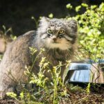 Guided tour in Ranua zoo with transfer - What Makes This Tour Stand Out?