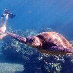Guided Turtle Town Snorkeling Tour with Underwater Photos - The Experience’s Value