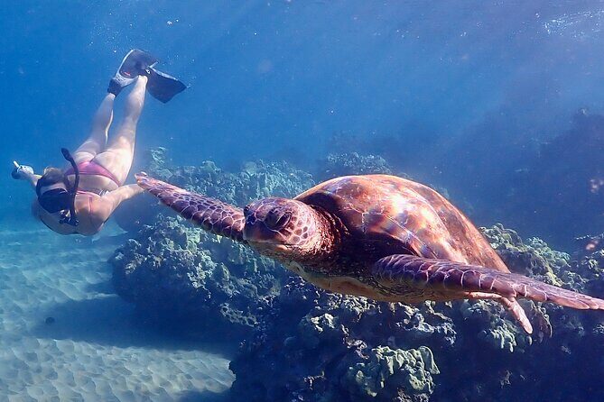 Guided Turtle Town Snorkeling Tour with Underwater Photos - The Experience’s Value
