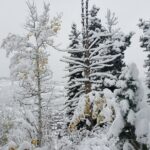 Guided Uinta Forest 3-Mile Hike w/fire + Lunch/charcuterie Stop - A Well-Balanced Winter Trek into Utah’s Uinta Forest