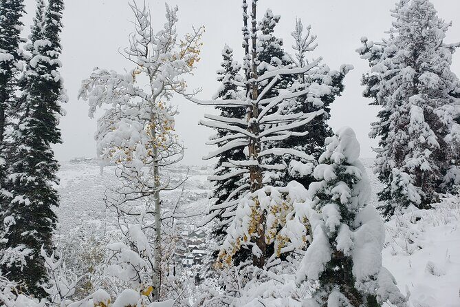 Guided Uinta Forest 3-Mile Hike w/fire + Lunch/charcuterie Stop - A Well-Balanced Winter Trek into Utah’s Uinta Forest