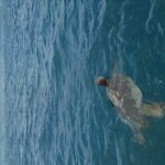Guided Waikiki Turtle Snorkeling with Pick-up - Final Thoughts: Is This Tour Worth It?