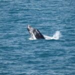 Guided Whale Watching Experience from Reykjavik - Authentic Encounters and Honest Reviews