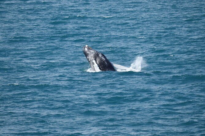 Guided Whale Watching Experience from Reykjavik - Authentic Encounters and Honest Reviews
