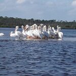 Guided Wildlife Eco Kayak Tour in New Smyrna Beach - The Itinerary and Experience Breakdown