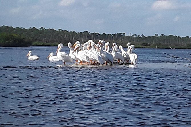 Guided Wildlife Eco Kayak Tour in New Smyrna Beach - The Itinerary and Experience Breakdown