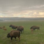 Guided Yellowstone National Park Trip - The Experience: What to Expect from Start to Finish