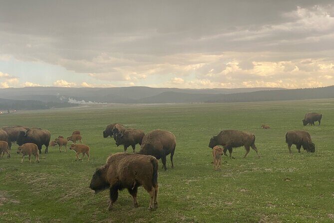 Guided Yellowstone National Park Trip - The Experience: What to Expect from Start to Finish