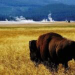 Guided Yellowstone Wildlife Tour - The Sum Up