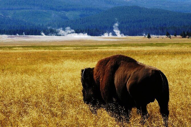 Guided Yellowstone Wildlife Tour - The Sum Up