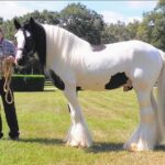 Gypsy Gold Horse Farm Tour - Why This Tour Is a Hit