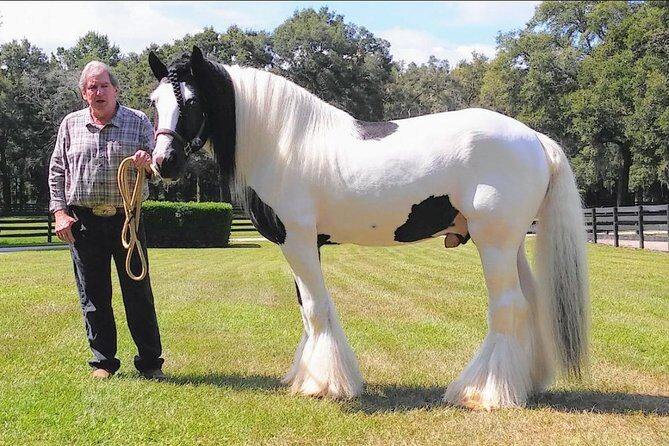 Gypsy Gold Horse Farm Tour - Why This Tour Is a Hit