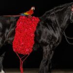 Gypsy Gold Horse Farm Walking Tour - The Experience in Action: What You Might Expect