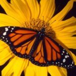 Haiku Butterfly Garden - 1st stop on the Road to Hana! - Authentic Reviews and Insights