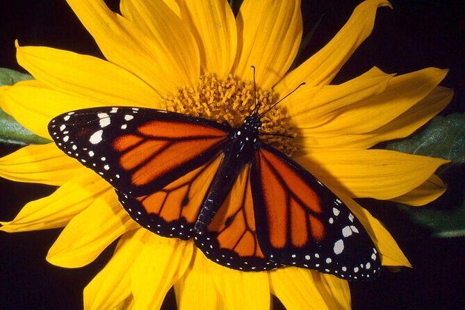 Haiku Butterfly Garden - 1st stop on the Road to Hana! - Authentic Reviews and Insights