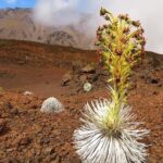 Haleakala Sunrise Best Guided Bike Tour with Bike Maui - Who Will Love This Tour?